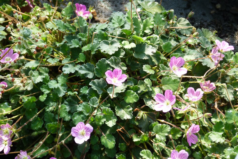 Erodium variabile 'The Bishop’s Form' - Pépinière de plantes vivaces ...